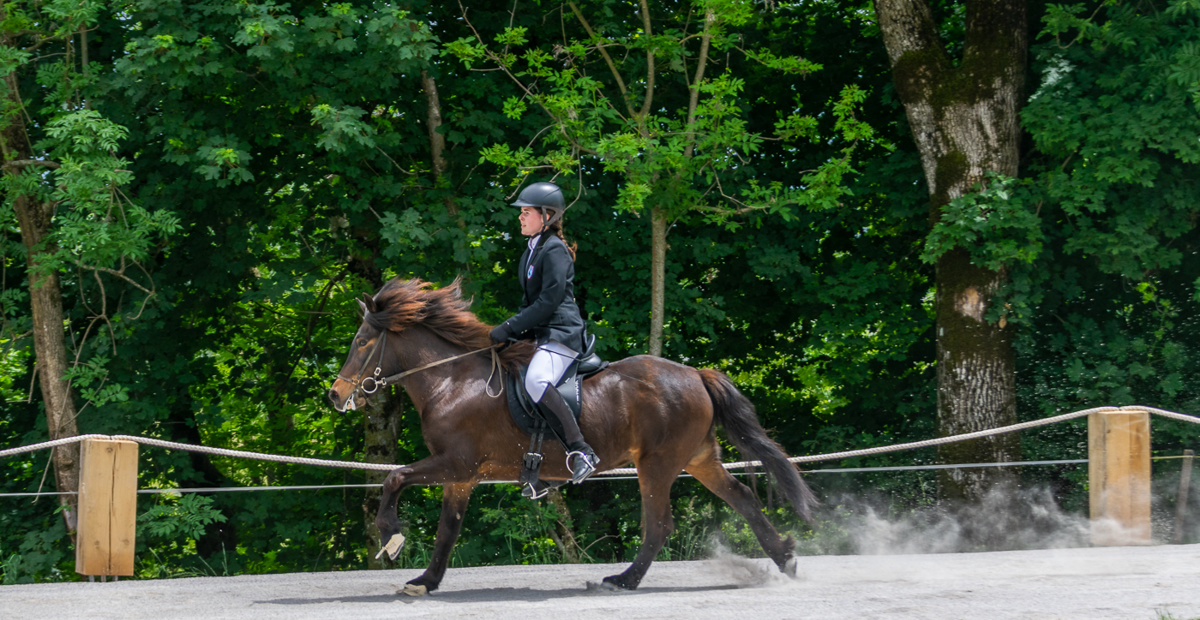 Islandski konji na gradu Prestranek