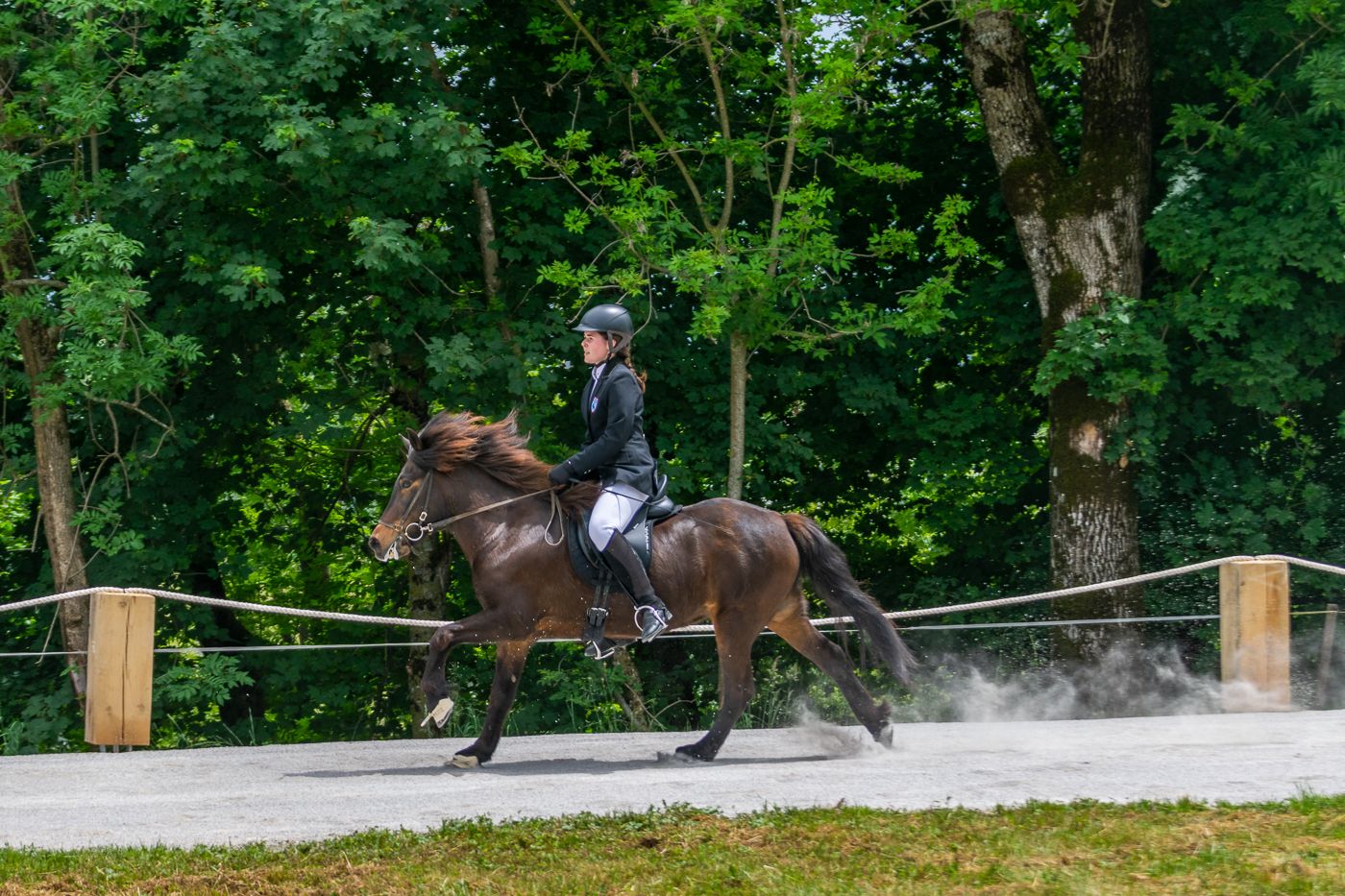 Islandski konji na gradu Prestranek