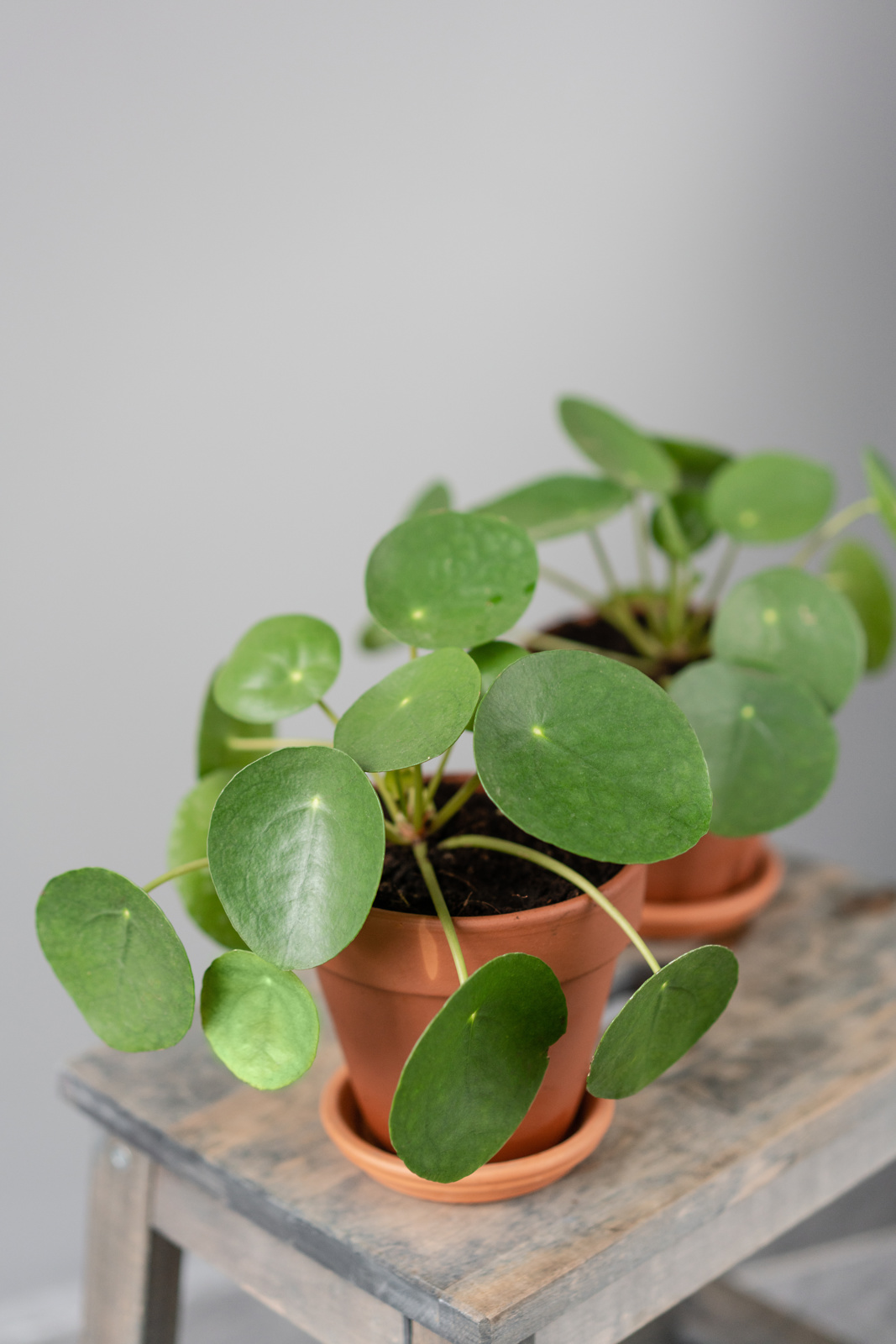 Sobne rastline - Poprovkasta pileja | Citylife - Urbani lifestyle magazin